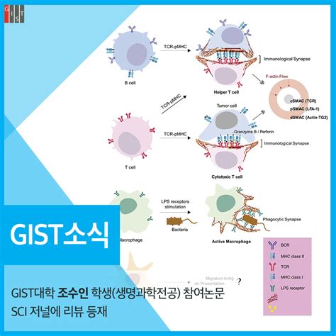 Gist 광주과학기술원 Gist소식 Gist대학 학생생명과학전공 참여논문 Sci 저널에