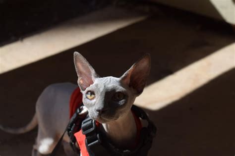 Asking A Demon Sex Worker To Give You Head R Pathfinder Kingmaker