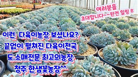 이런 다육이 농장 보신적 있나요 끝없이 펼쳐진 다육 바다 ㅎ 힐링의 끝판왕 ~ 청주에 있는 한샘꽃농장으로 놀러오세요 Youtube