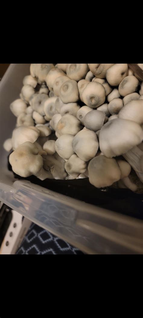 Even Flush Ghost Thanks Daytripper For The Tek Rcontamfam