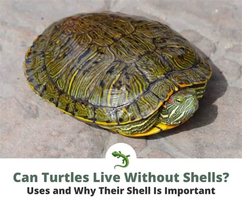 Can Turtles Live Without Shells ReptileKnowHow