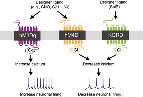 Modern Toolbox For Circuit Neuroscience — Sciolino Lab