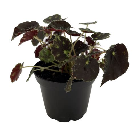 Micro Mo Begonia Plant 2 5 Pot Small Leaves Collectors Series