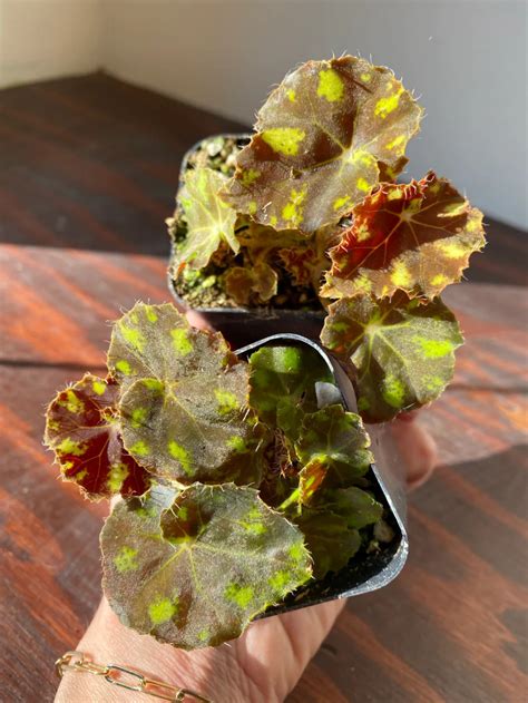 14 Mesmerizing Weeping Begonia Varieties For Serene Spaces