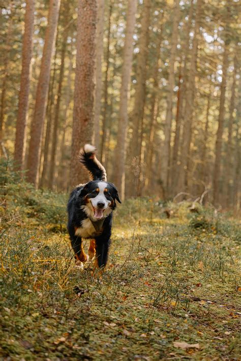 거친 겨울 경치 계절 고독 고립된 고요한 고요함 나무가 늘어선 단풍 대기의 대칭의 러스틱 매혹적인 맨몸의 명상적인 박무 부드러운 불모의