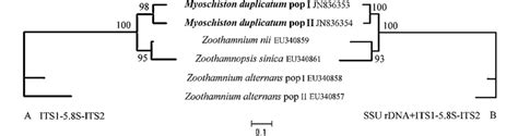 Bayesian Trees Showing Phylogenetic Relationships Among Species Of The Download Scientific
