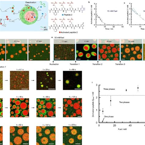 Multiphase Droplets Under Thermodynamic Control A Scheematic Download Scientific Diagram