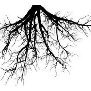 The Self Similar Architecture Of A Root System Download Scientific Diagram