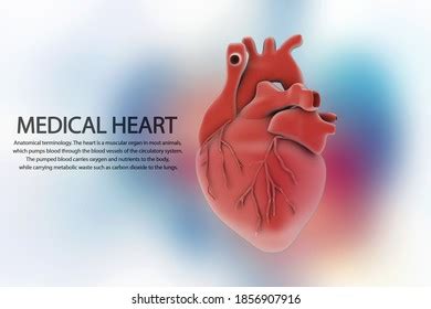 3d Illustration Anatomy Human Heart Stock Illustration 1856907916