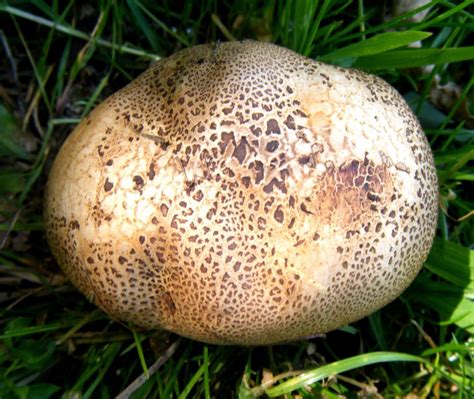 Common Earthball Scleroderma Citrinum