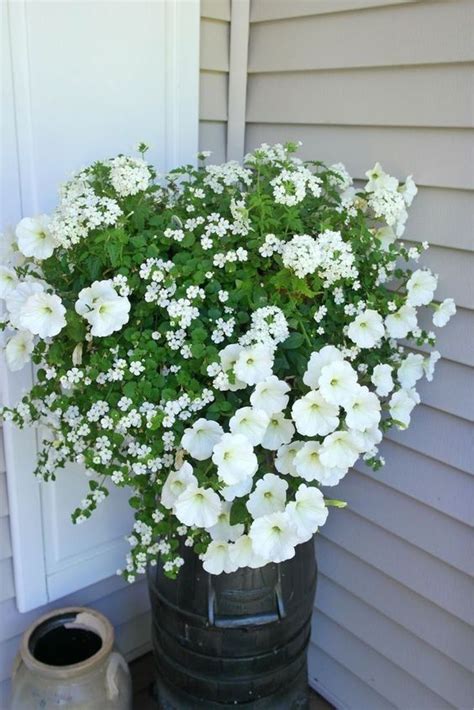 Красиво цветущие растения, которые отлично живут в горшках | Garden ...