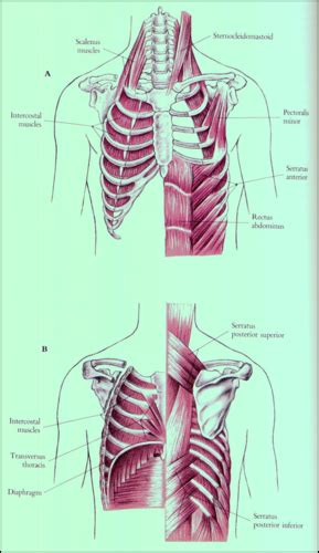 Lecture Dla 27 Lung Function Flashcards Quizlet