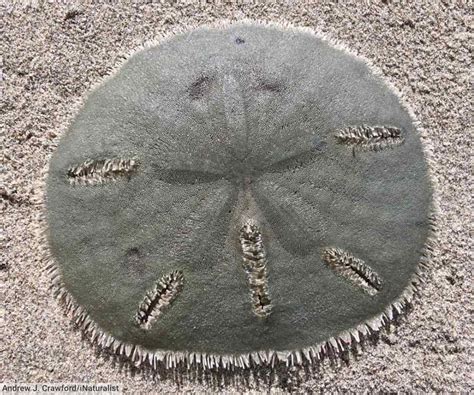 Echinoderms Examples Types Of Echinoderms From Around The World