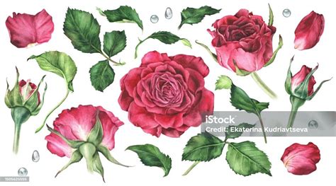 수채화 식물 그림입니다 장미와 나뭇잎 세트입니다 흰색 배경에 격리되어 있습니다 손으로 그린 핑크 꽃 꽃 피는 식물의 클립 아트 새싹입니다 디자인 스티커 문구류 화장품 포장