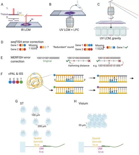 空间转录组技术知多少 知乎