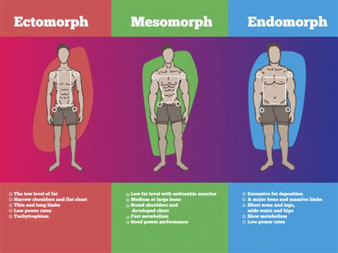 Endomorph Diet And Workout Guide Grow Health Experts