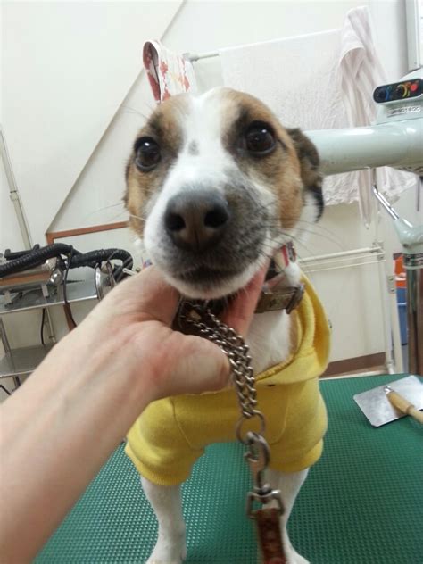 カイくん犬の美容室まめたろう