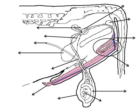 Male Repro Diagram Quizlet