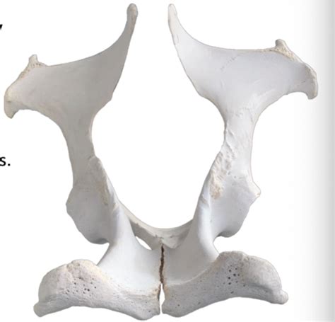 Anatomy Ii Lecture 3 Flashcards Quizlet