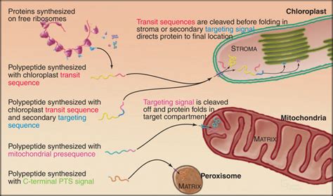 Posttranslational Targeting Of Proteins Clinical Gate