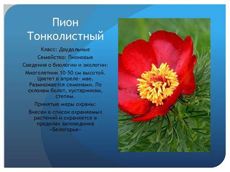Растения Белгородской области Online Presentation