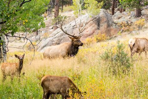 The Value Of Remotely Sensed Data In Terrestrial Habitat Corridor Design For Large Migratory Species