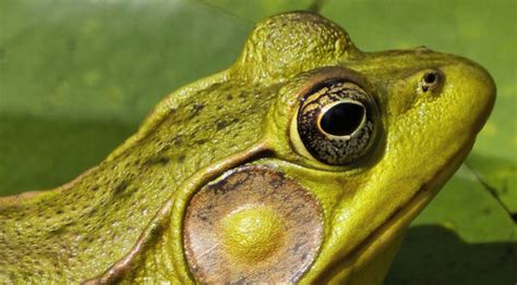 Frog Test Images With Mc 20 Small Sensor Photography By Thomas Stirr