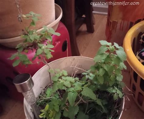 Growing Catnip From Seed Your Cats And Garden Will Thank You Create With Jennifer