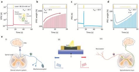 Flexible Plasticity Of Pdse2 Transistor‐based Artificial Neural Device Download Scientific