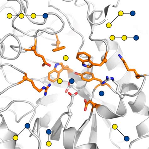 圆 芽孢杆菌 Atcc 31382的β 半乳糖苷酶活性位点中残基功能作用的生化特征 Biochemistry X Mol