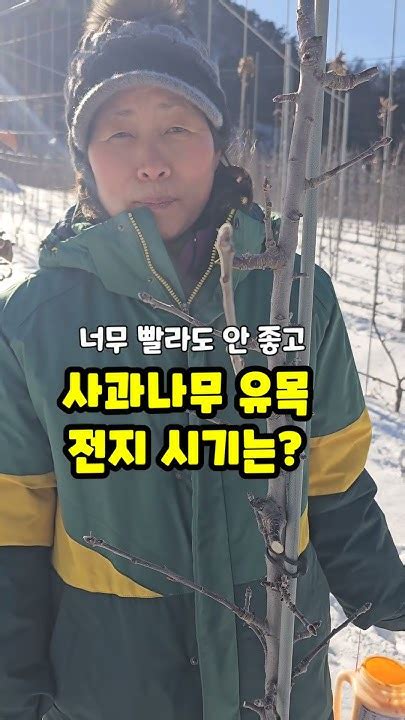 사과나무 전지 전정 가지치기 유목 전지시기 충북 괴산 가을농원 Shorts Youtube