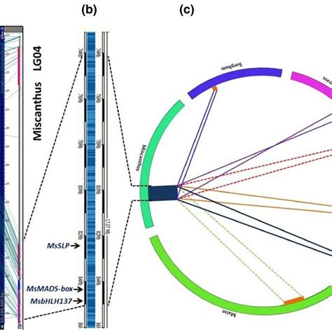 Miscanthus Sinensis Lg04 Flowering Time Quantitative Trait Loci Qtl Download Scientific