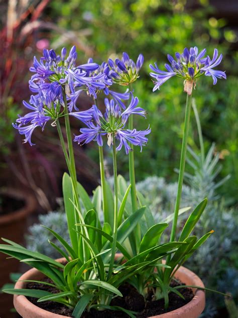 Wholesale Agapanthus Plants From Fairweathers Nursery