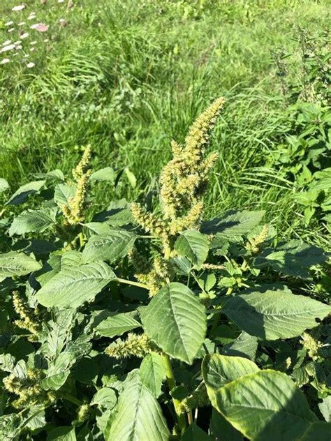 Observation Amaranthus Retroflexus L Wiete M Aug 21 2019 Invasive Plants Plntnet Identify