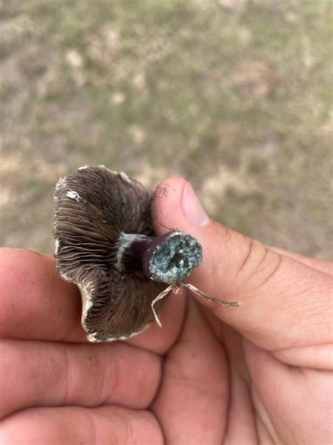 ID Request Cow Pasture Mushroom Hunting And Identification