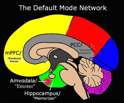 Default Mode Network Victoria Pawlowski Counselling Training