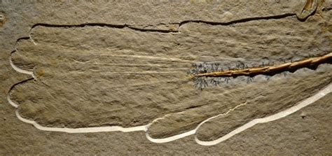 Ancient Bird Archaeopteryxs Feathery Details Revealed By Fossil Cbc News