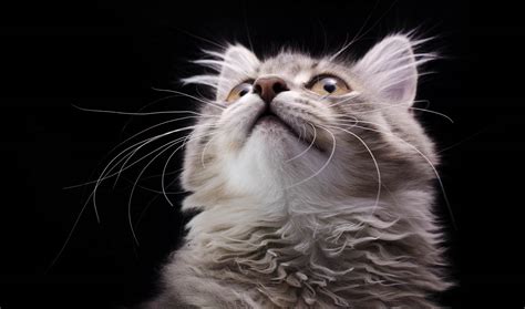 Seborrhea In Cats Cat World