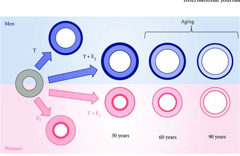 Schematic Representation Of The Role Of Estrogen And Androgen Bone Size