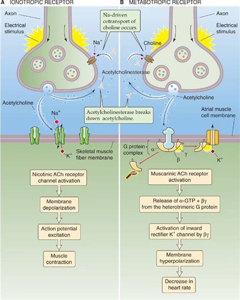 Electrical Synapses Are Common In Cardiac Tissue At James Velarde Blog