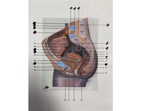 Female Reproductive System Labeling Part 1 — Printable Worksheet