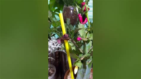 Shorts 게발선인장 용신목에 접목한 게발선인장 꽃이 알록달록 꽃물이 들고있어요 정동원 꽃물 Youtube