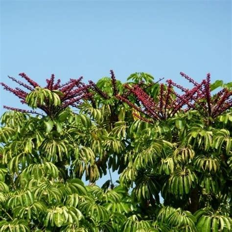 Brassia Variegated Swarnika Agro