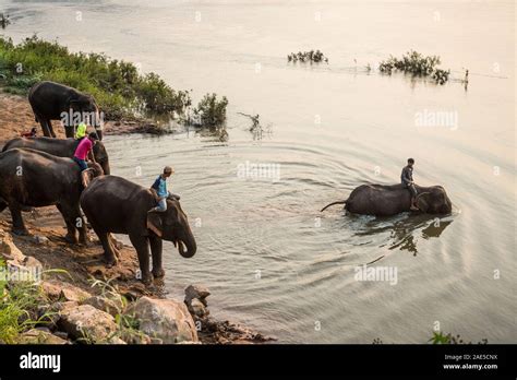 Bath With Elephants Luang Prabang Elephants Camp Luang Prabang Laos