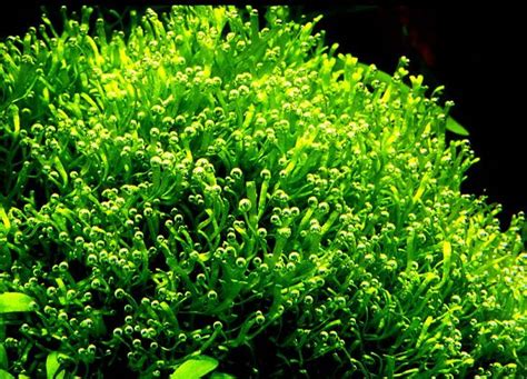 Мох для аквариума