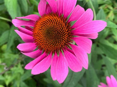 How The Fibonacci Sequence Inspires Artists And Nature