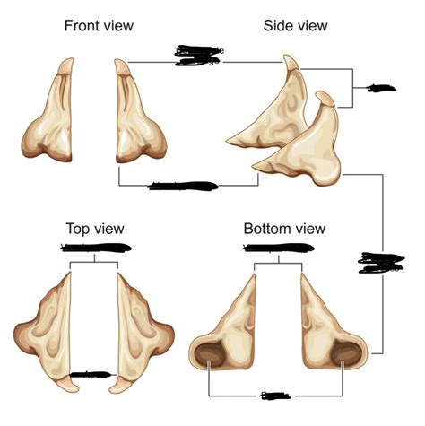 Arytenoid And Corniculate Cartilage Labelling 9 Diagram Quizlet