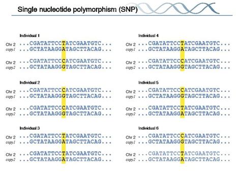 Cool Single Nucleotide Polymorphisms Single Science Evolution