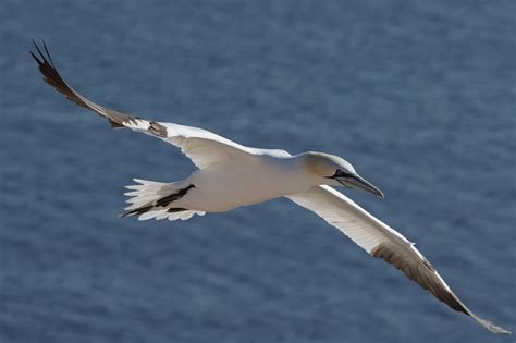 Wildlife Seabirds Sea North Free Photo On Pixabay