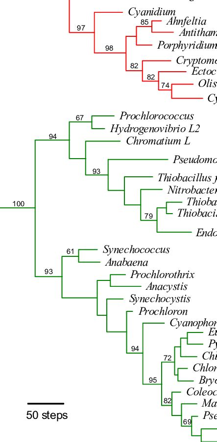 Maximum Parsimony Tree Of Rbcl Amino Acids For 40 Bacteria And Plastids